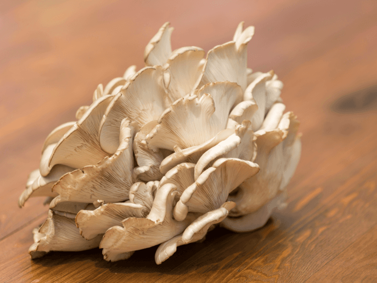 The Bizarre Beauty Of Mushroom Meat | Vegan Sisters